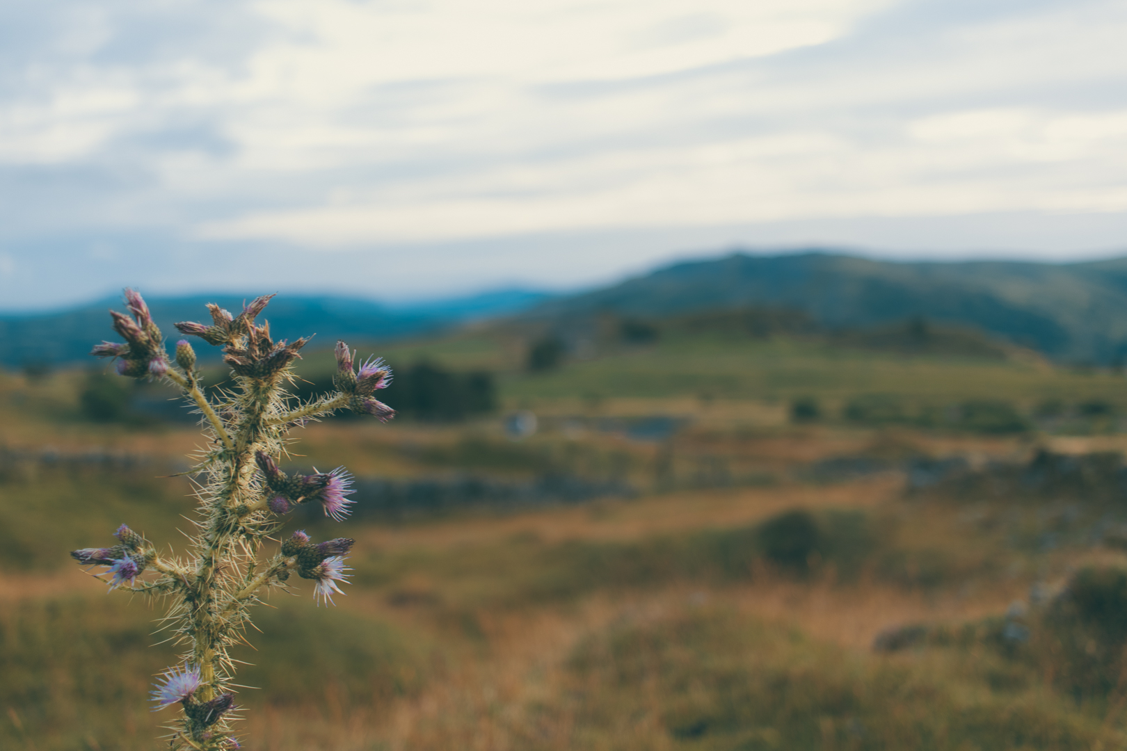 Penwyllt / Wild Headland – capture.wales